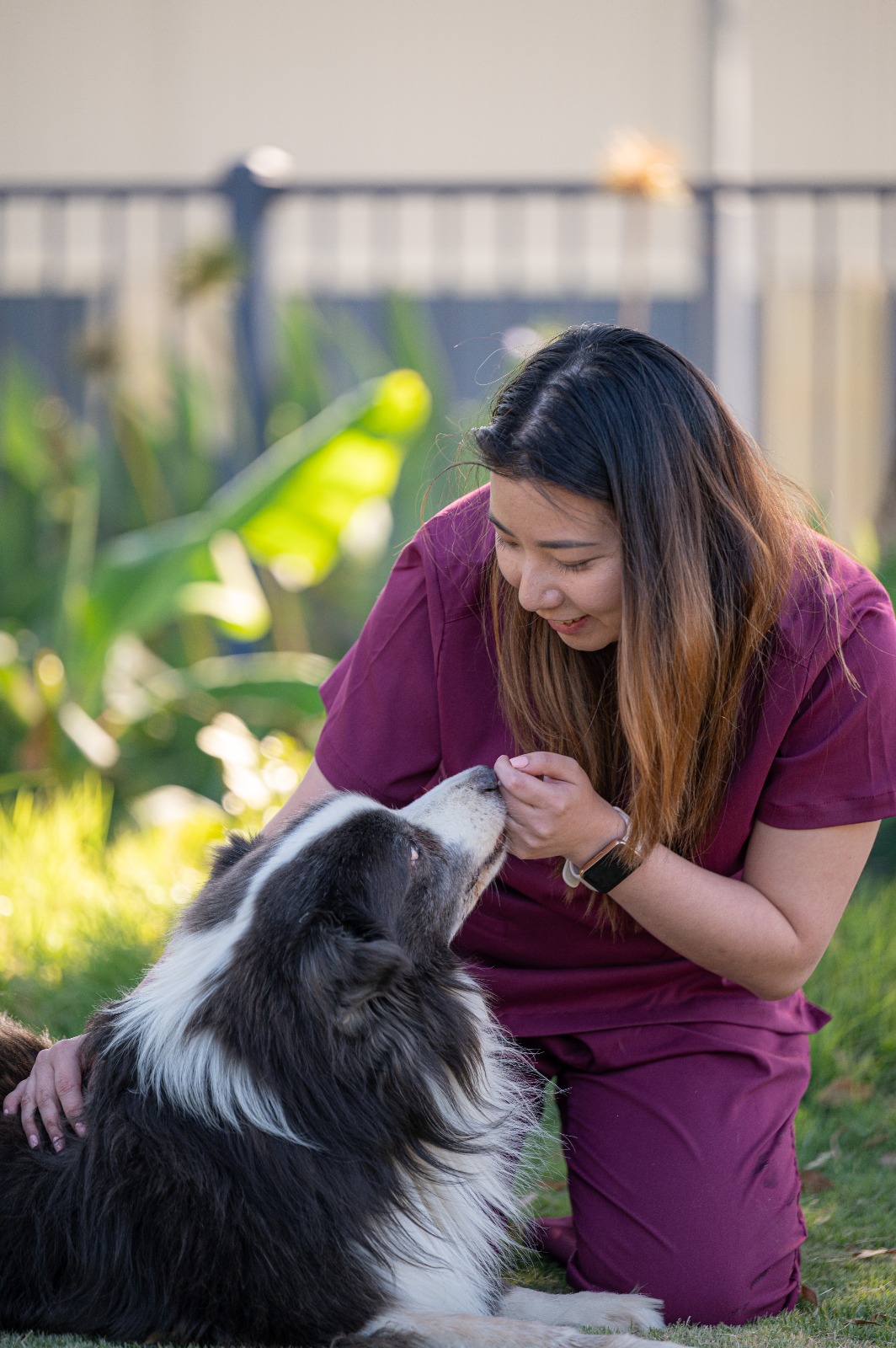 Ivetcare - Mobile Integrative Veterinary Acupuncture Services